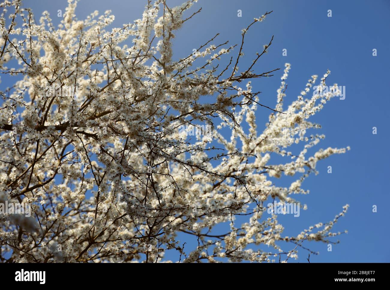 Sloes garden hi-res stock photography and images - Alamy