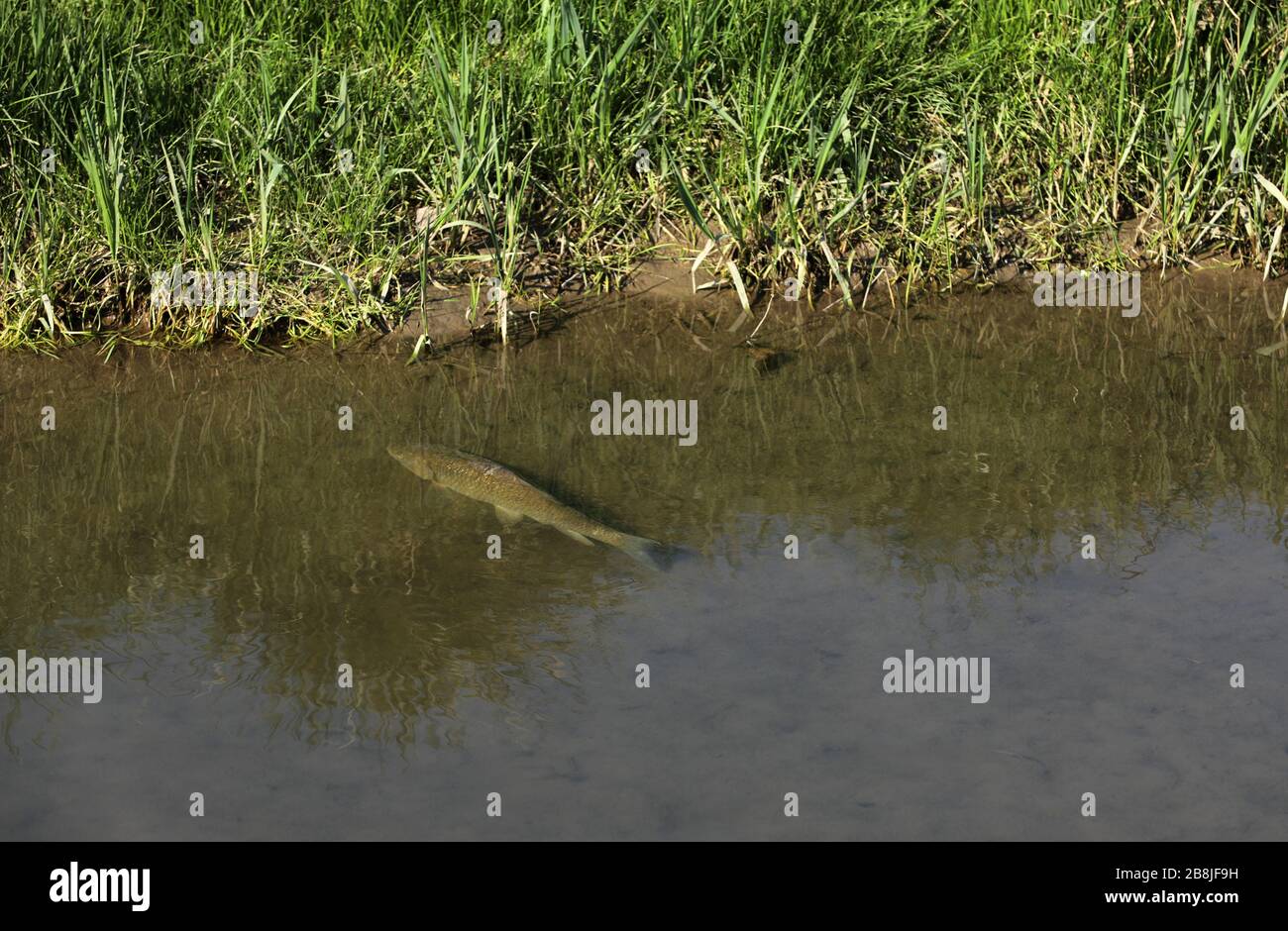Fish in the river Stock Photo - Alamy