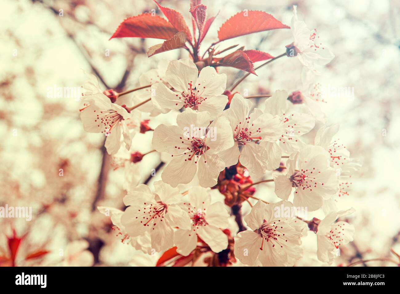 Blossoming spring trees at public park, toned picture Stock Photo - Alamy
