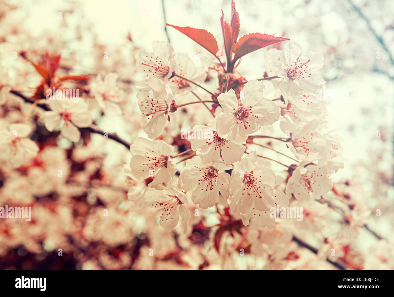 Spring blossoming trees closeup hi-res stock photography and images - Alamy