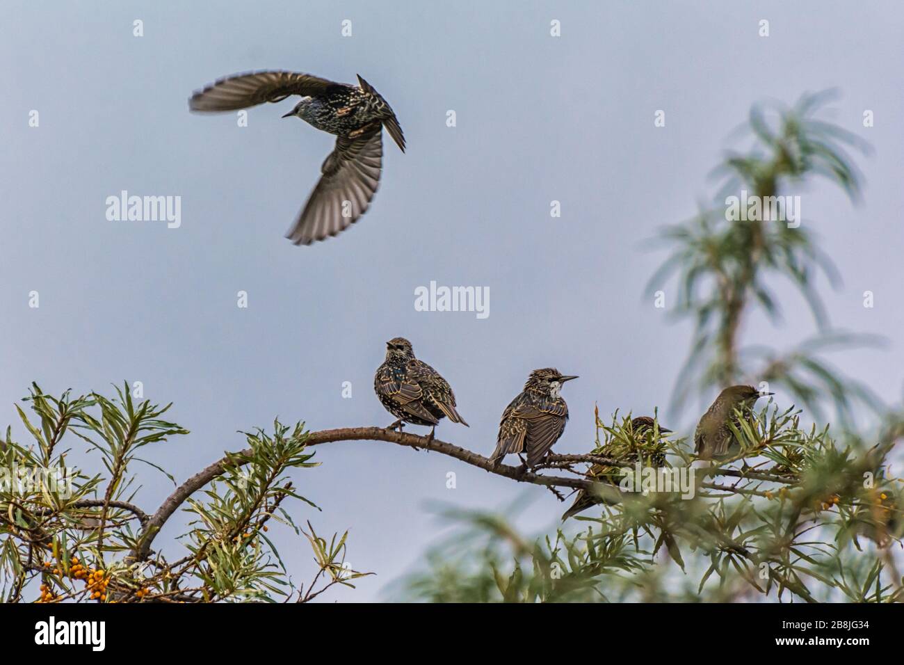European starling drawing hi-res stock photography and images - Alamy