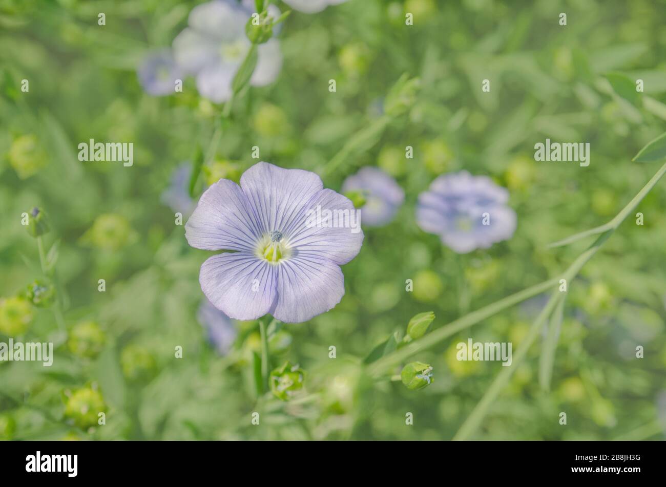 Flowers of flax austriacum. Linum usitatissimum flower. A flower bed ...