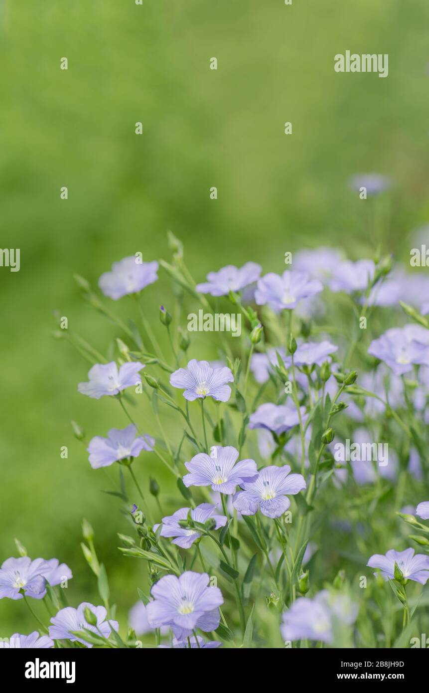 Wild blue flax background. Flax field flowering Stock Photo - Alamy