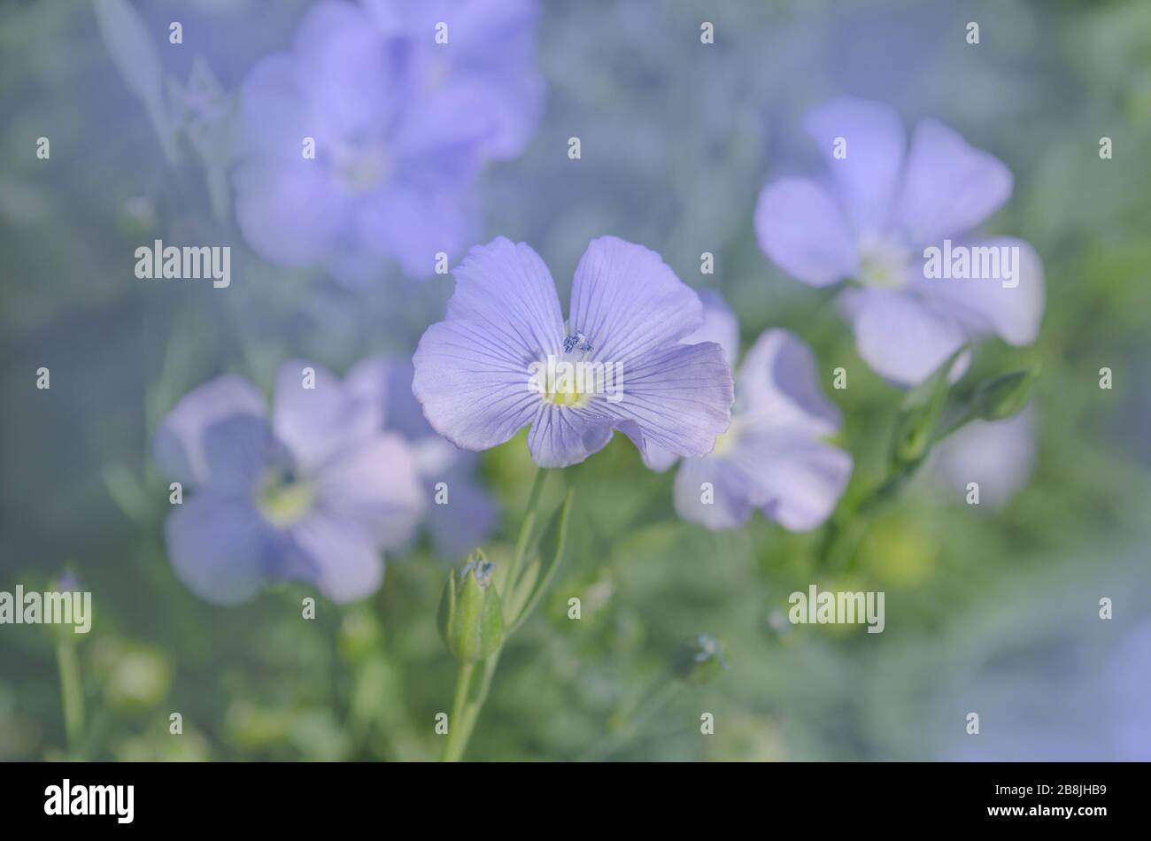 Wild blue flax background. Flax field flowering Stock Photo - Alamy