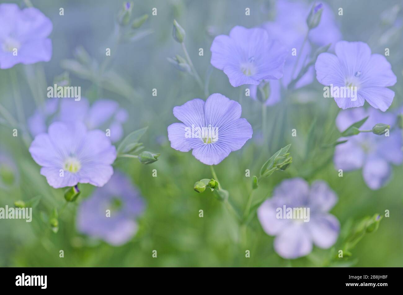 Wild blue flax background. Flax field flowering Stock Photo - Alamy