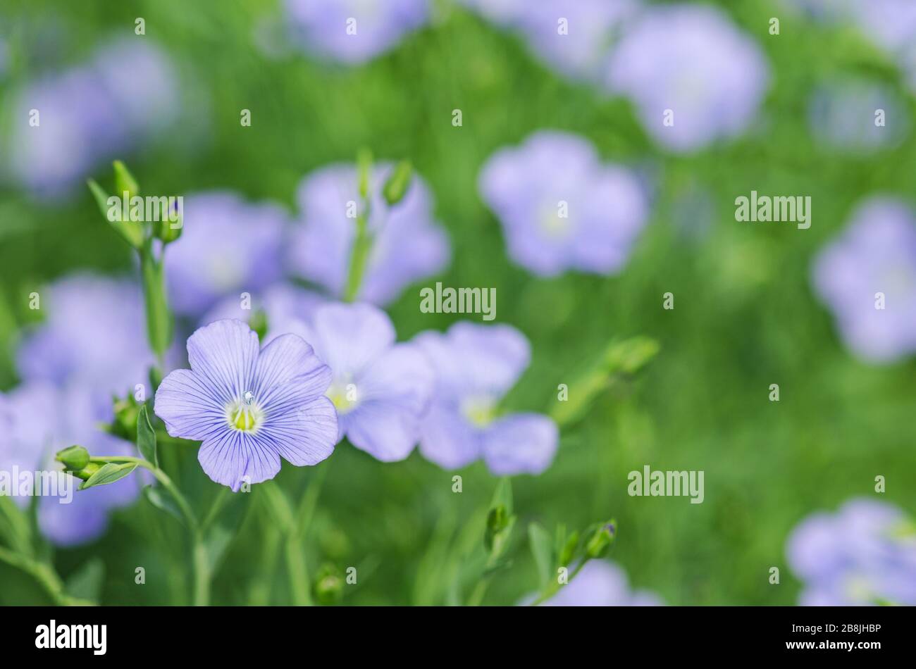 Flax Plant Stem High Resolution Stock Photography and Images - Alamy