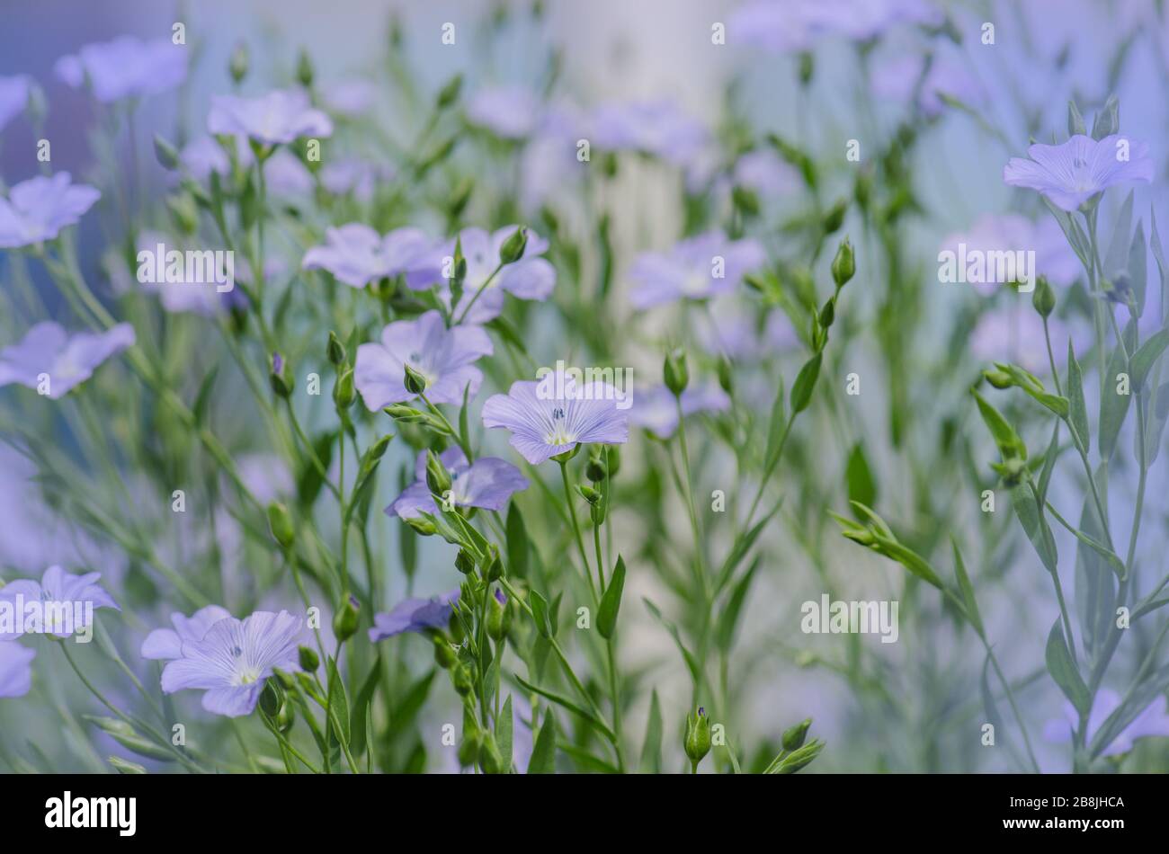 Wild blue flax background. Flax field flowering Stock Photo - Alamy