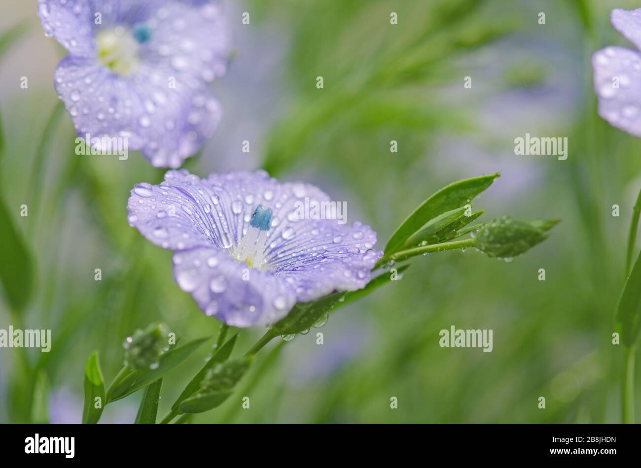 Wild blue flax background. Flax field flowering Stock Photo - Alamy