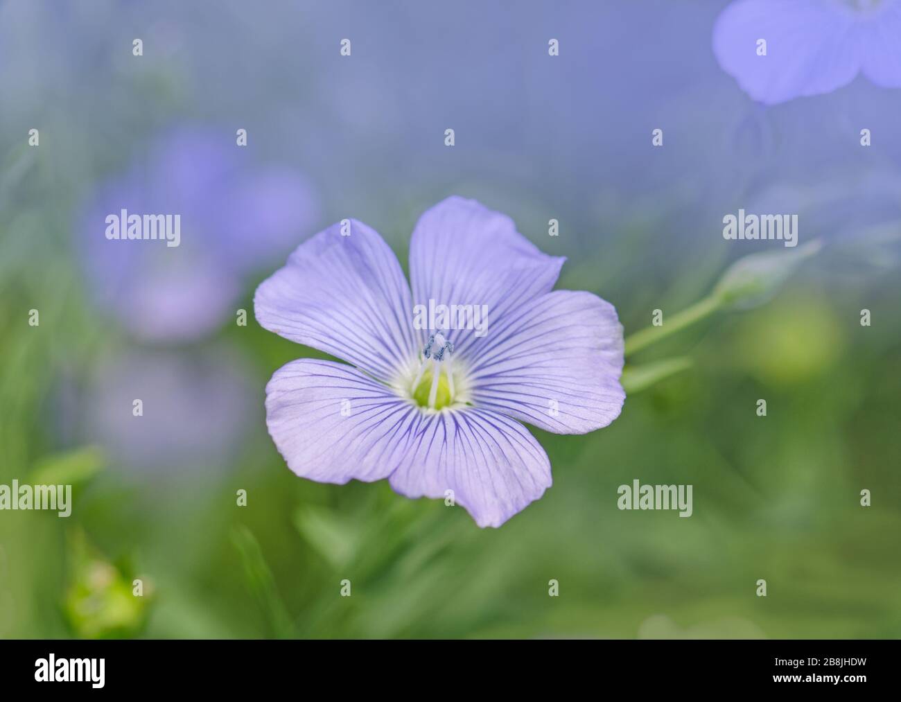 Wild blue flax background. Flax field flowering Stock Photo - Alamy
