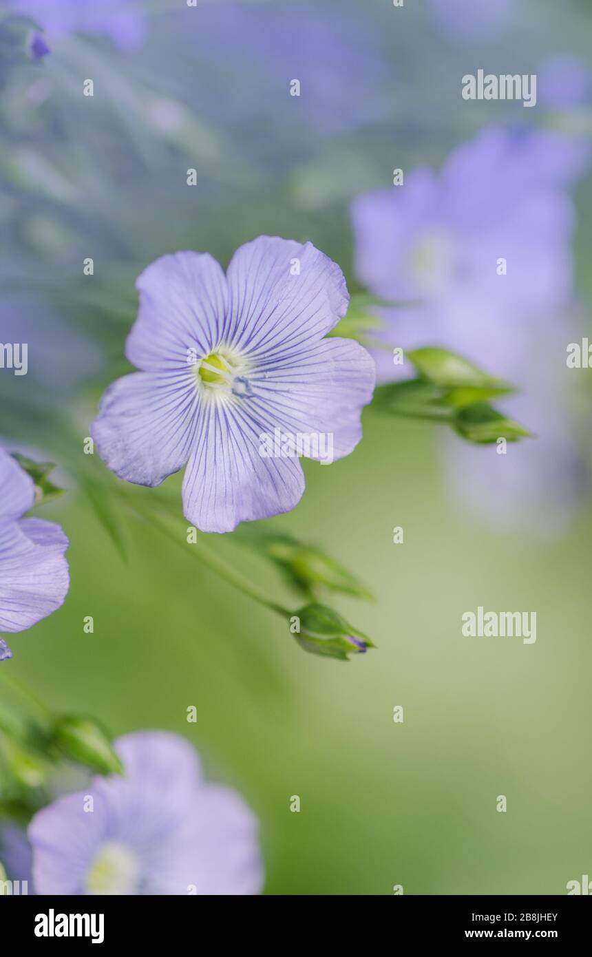 Flowers of flax austriacum. Linum usitatissimum flower. A flower bed ...