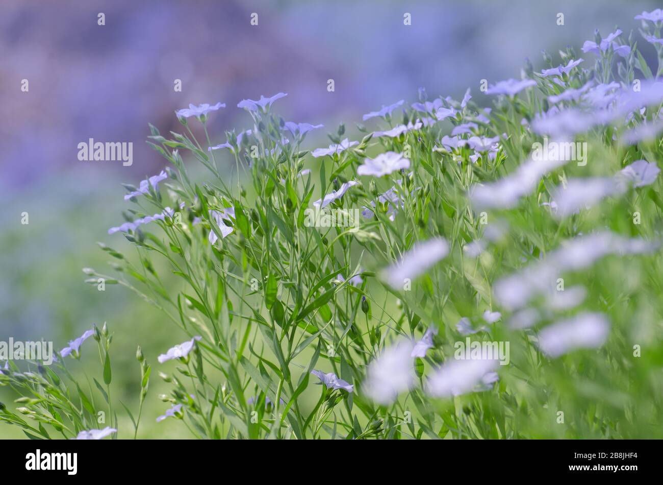 Wild blue flax background. Flax field flowering Stock Photo - Alamy