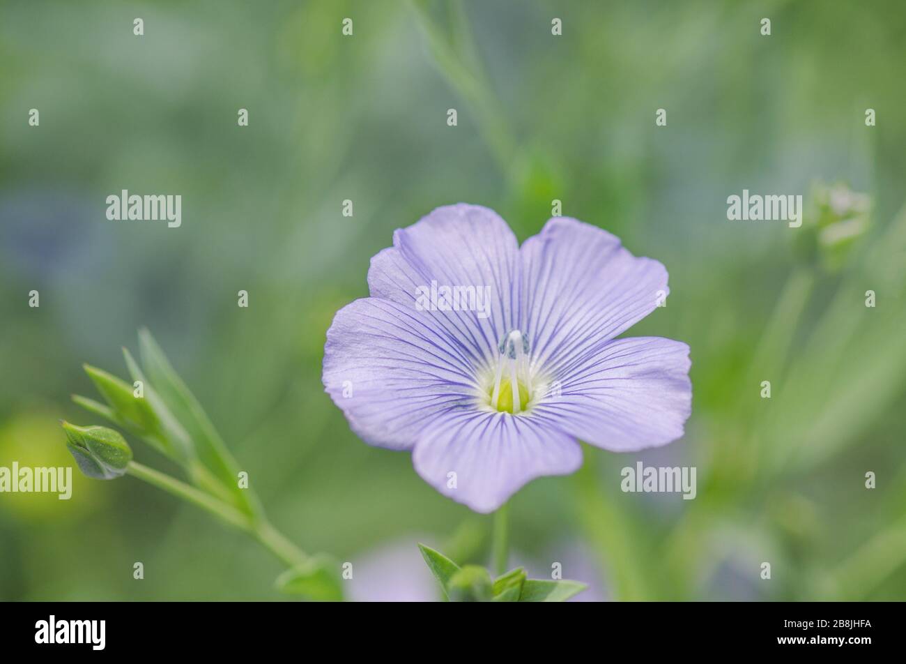 Wild blue flax background. Flax field flowering Stock Photo - Alamy