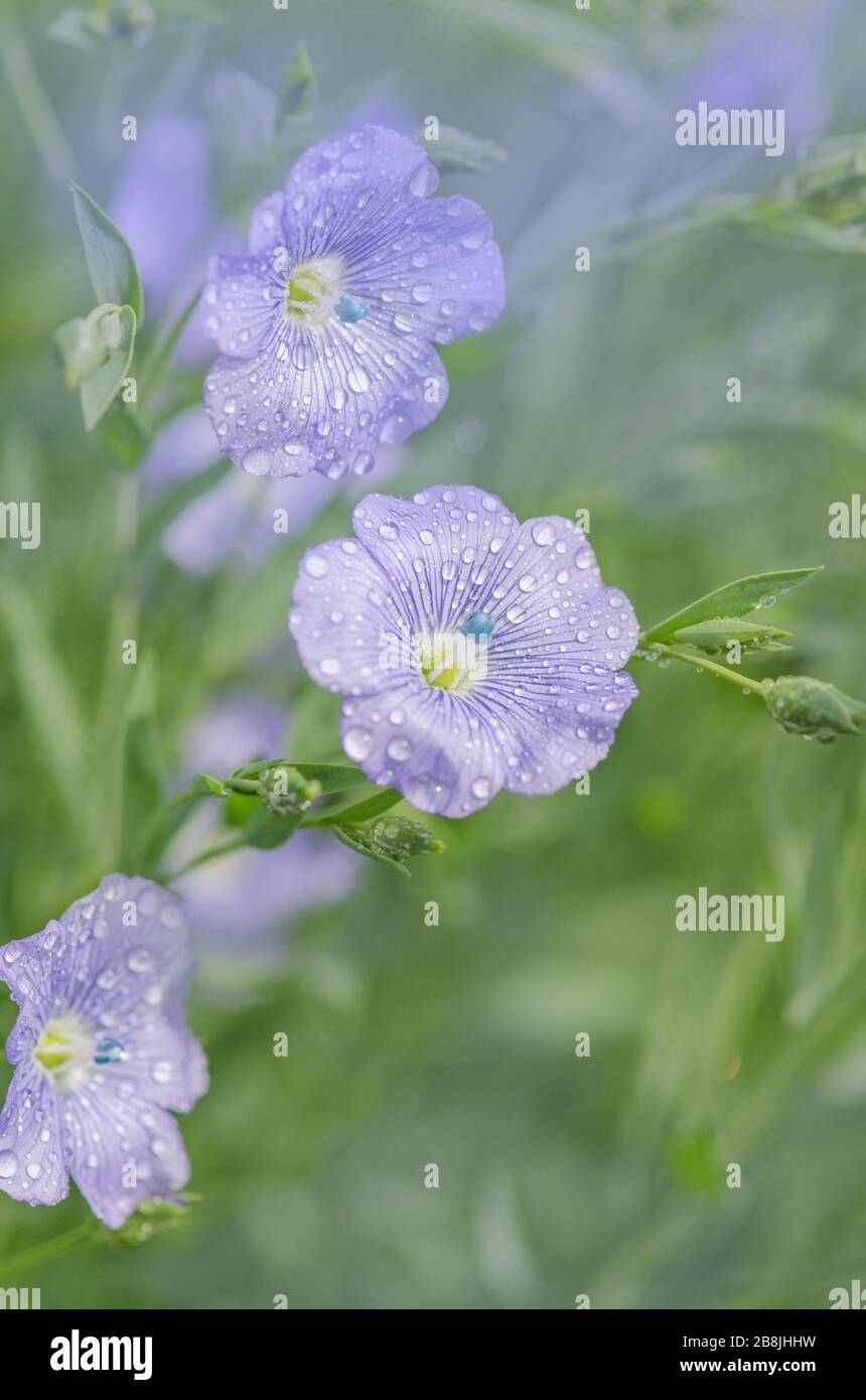 Flowers of flax austriacum. Linum usitatissimum flower. A flower bed ...