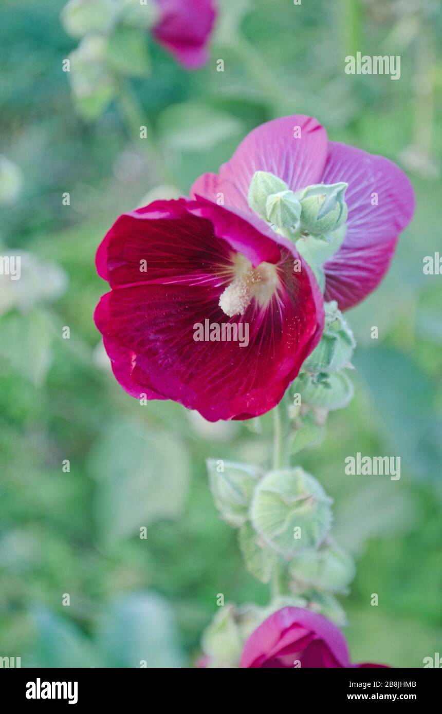 Alcea Rosea Common Hollyhock White High Resolution Stock Photography ...
