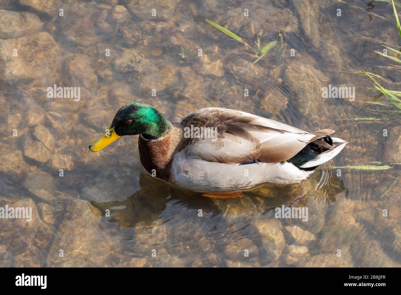 Top view of a breeding mallard duck standing in the clear water with ...