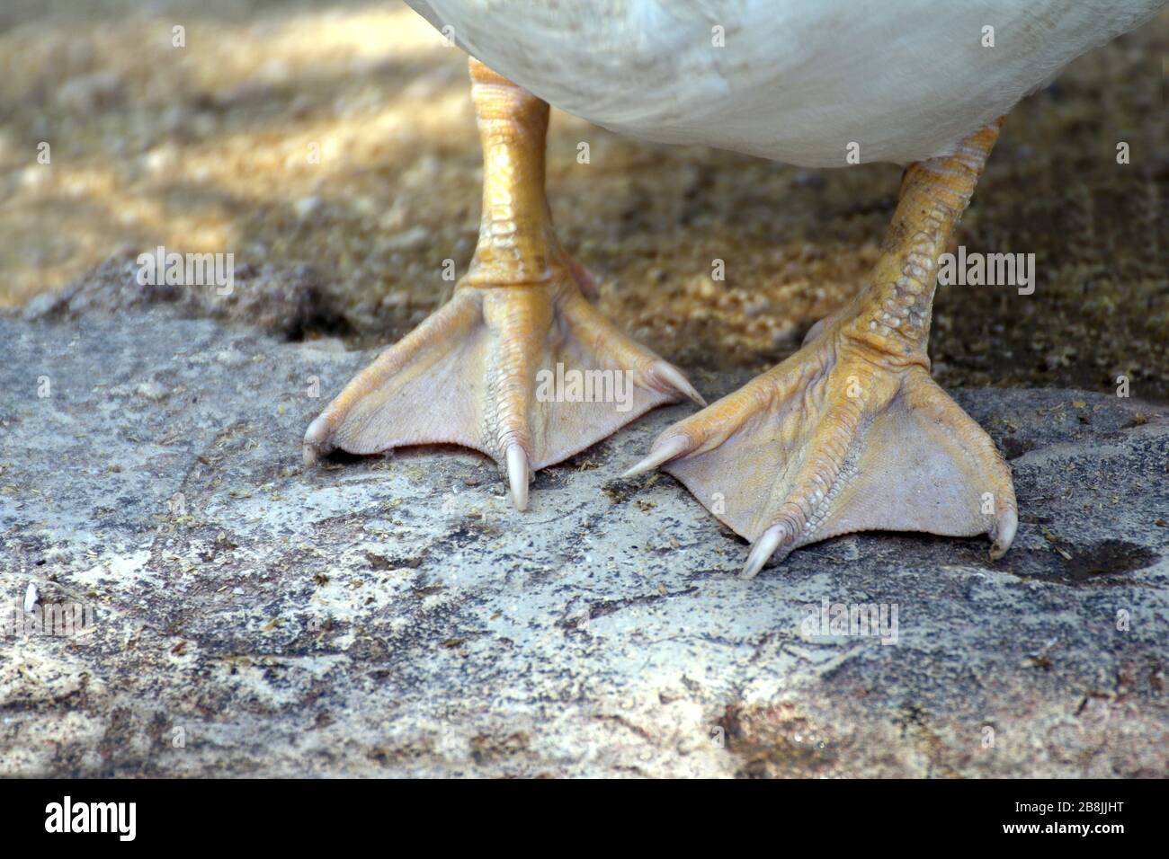 paw duck, duck leg (selective focus Stock Photo - Alamy