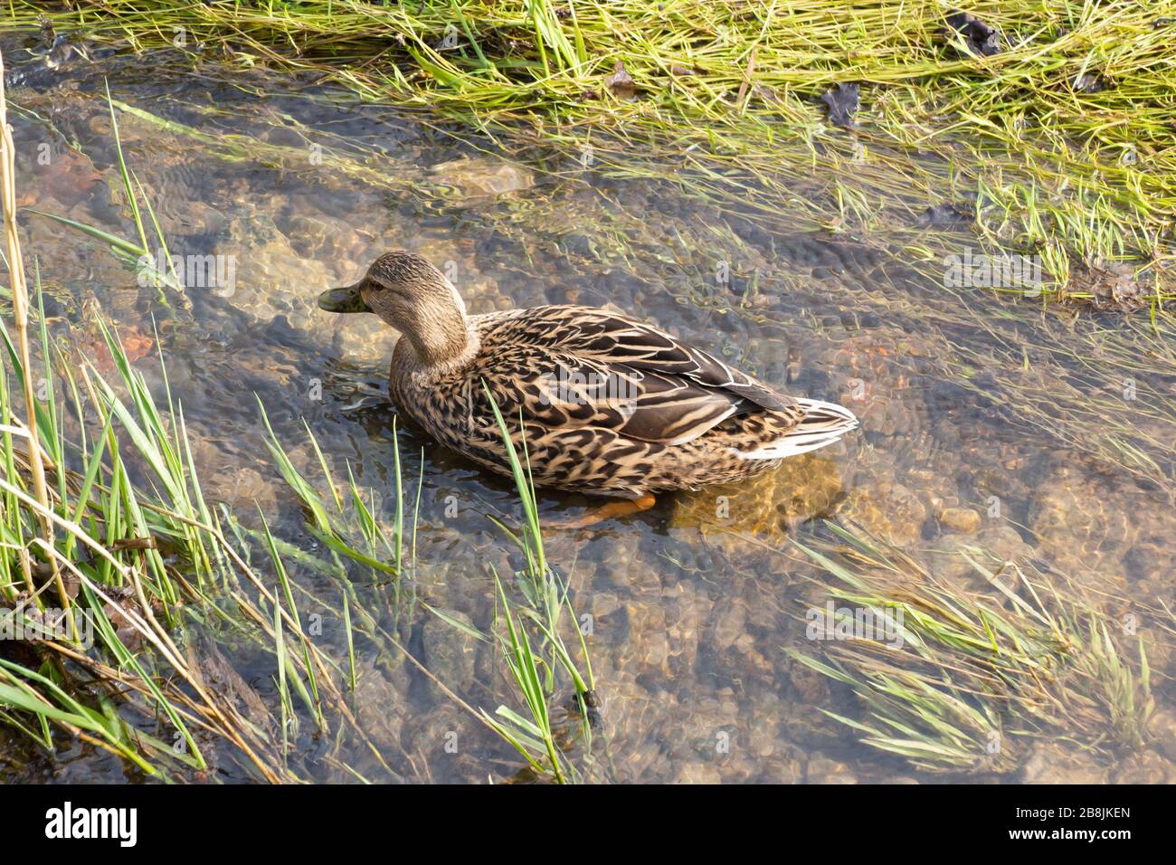 Top view close up of a female mallard duck standing in the clear water ...