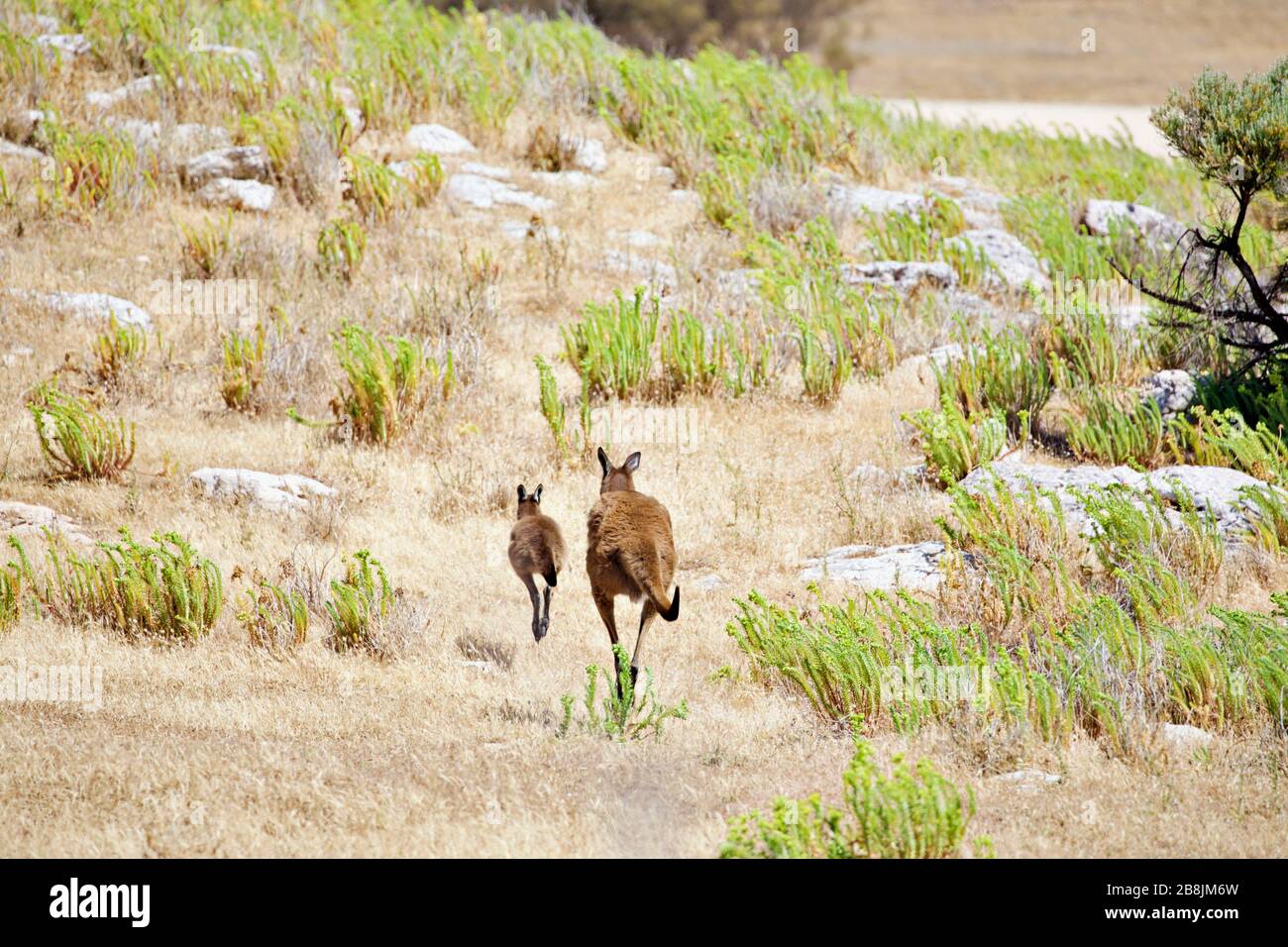two kangaroos running away Stock Photo - Alamy
