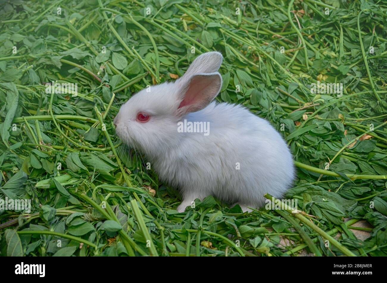 Baby white rabbit. White rabbit on a grass Stock Photo - Alamy
