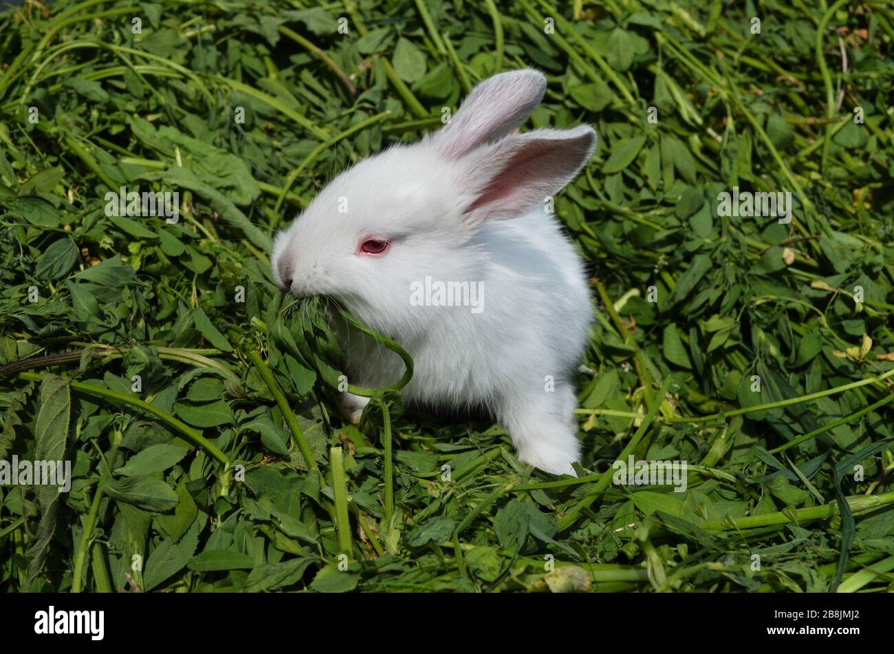 Little rabbit on green grass. Little white rabbit Stock Photo - Alamy