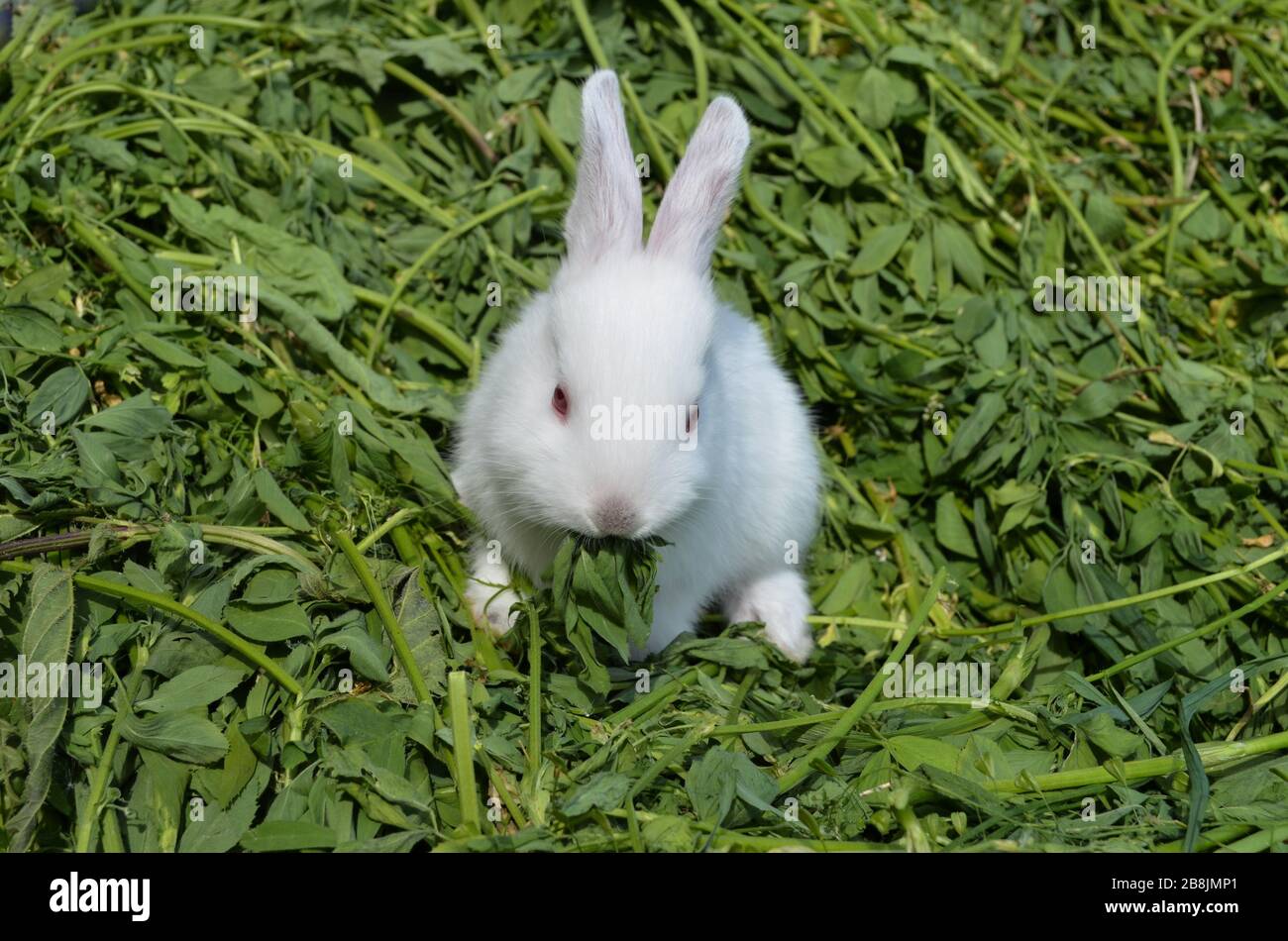 Сute white rabbit in grass. Rabbit in spring green grass background ...