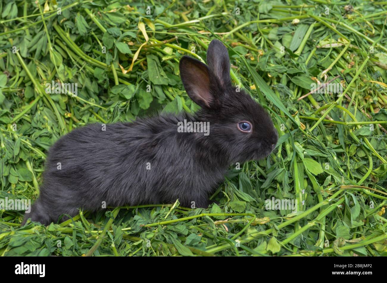 Black rabbit close up. Young cute bunny with fluffy hair Stock Photo ...