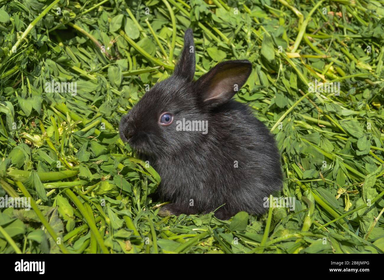 Young cute bunny with fluffy hair. Black little rabbit Stock Photo - Alamy