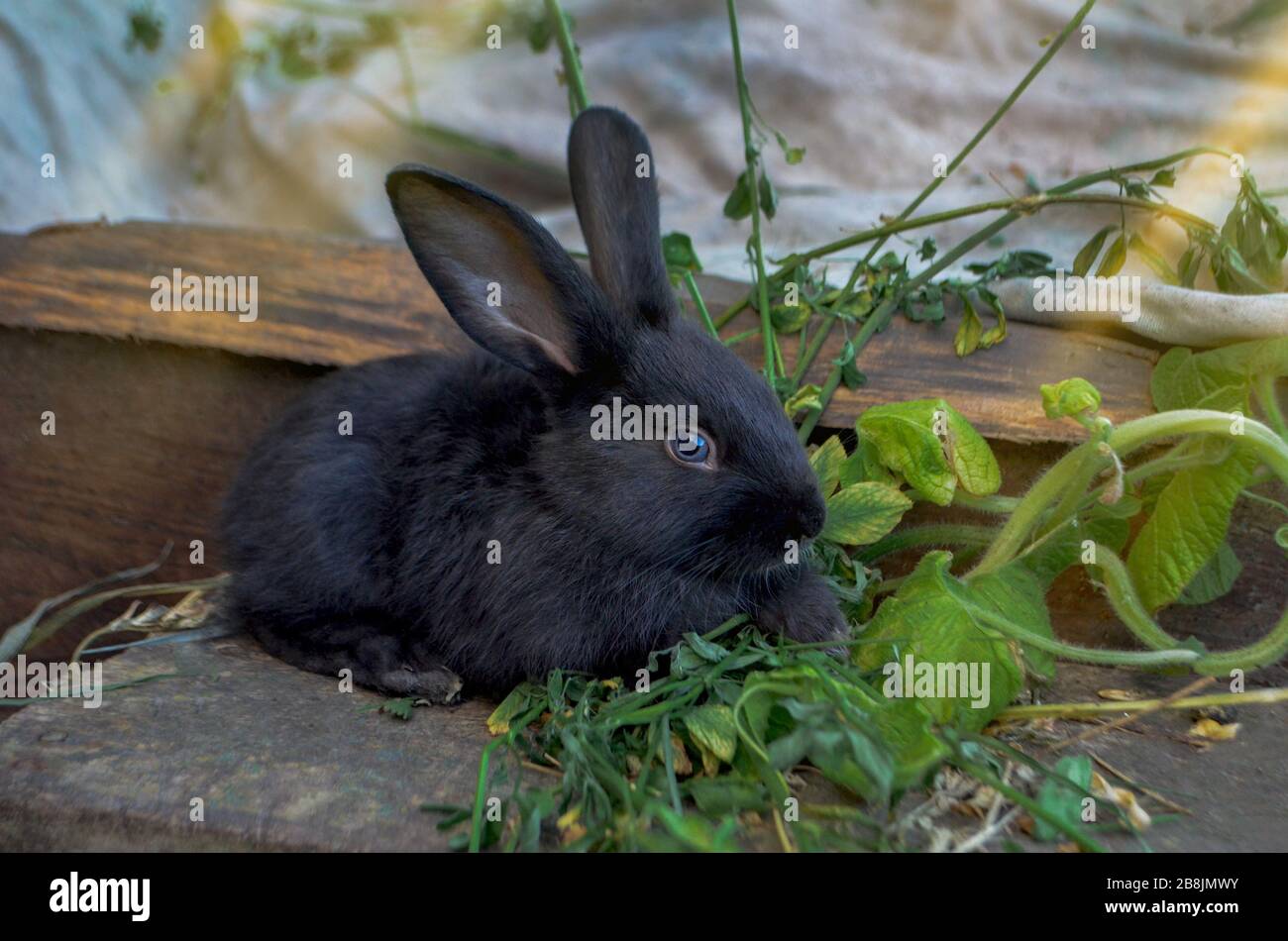 Black rabbit close up. Young cute bunny with fluffy hair Stock Photo ...