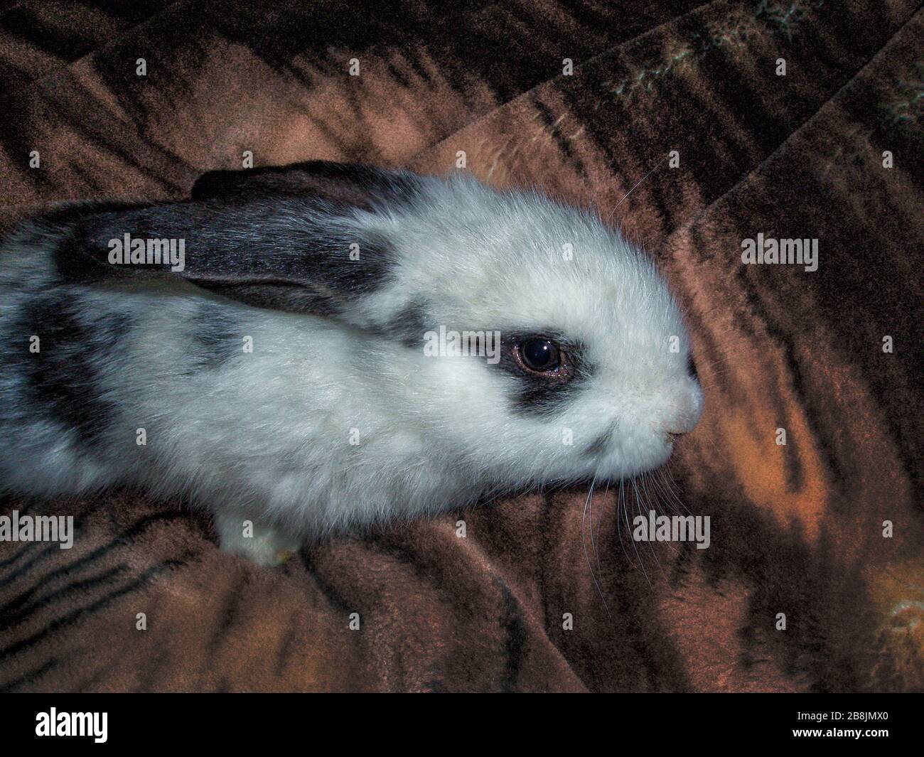 Chunky rabbit hi-res stock photography and images - Alamy