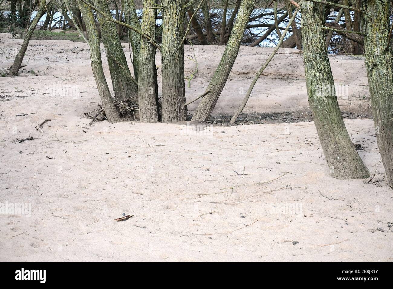 Trees growing on a sandy river bank Stock Photo - Alamy