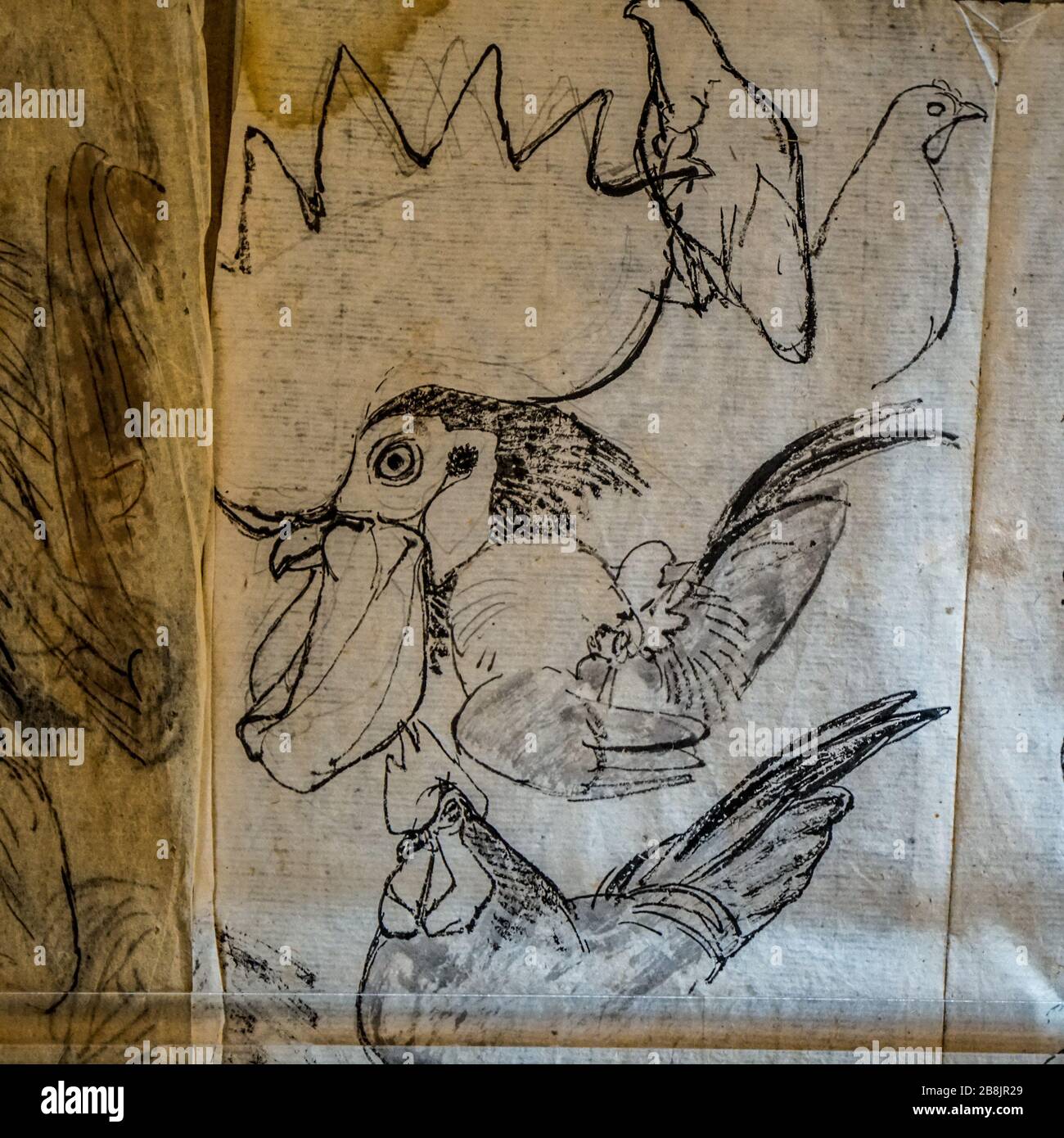 sketch of a roaster head, pencil on paper Stock Photo - Alamy