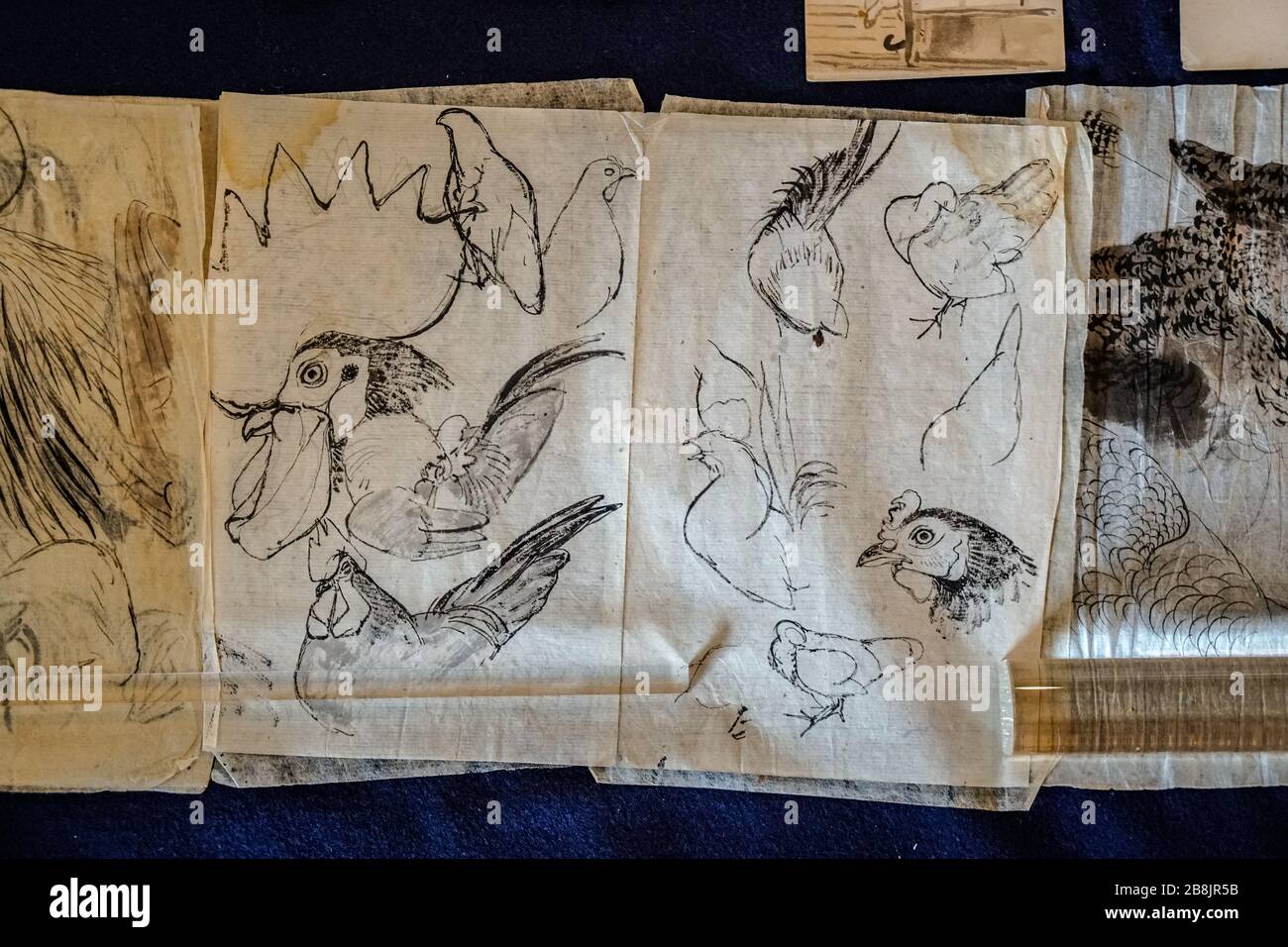 sketch of a roaster head, pencil on paper Stock Photo - Alamy