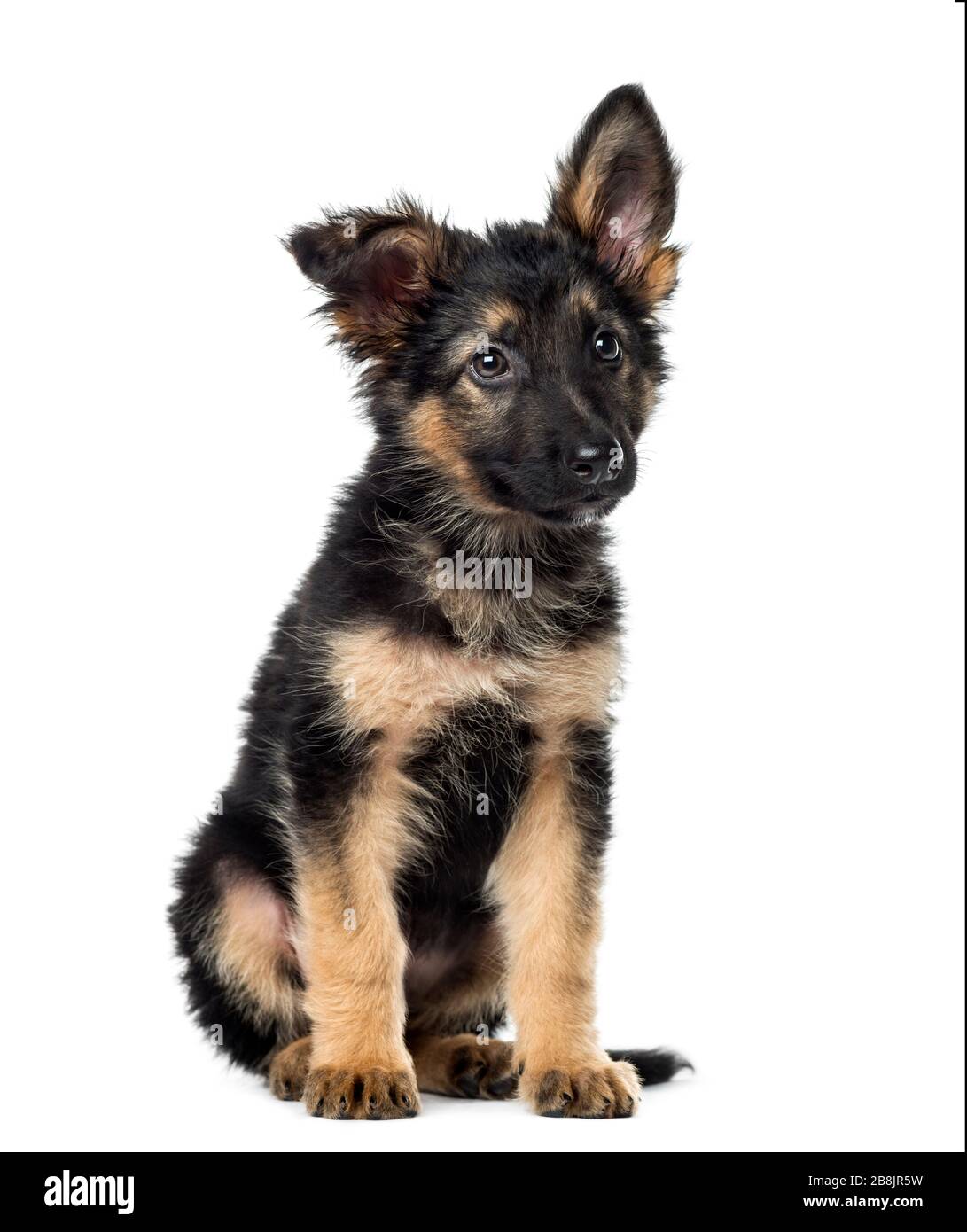 Puppy German Shepherd sitting, 9 weeks old, isolated on white Stock ...