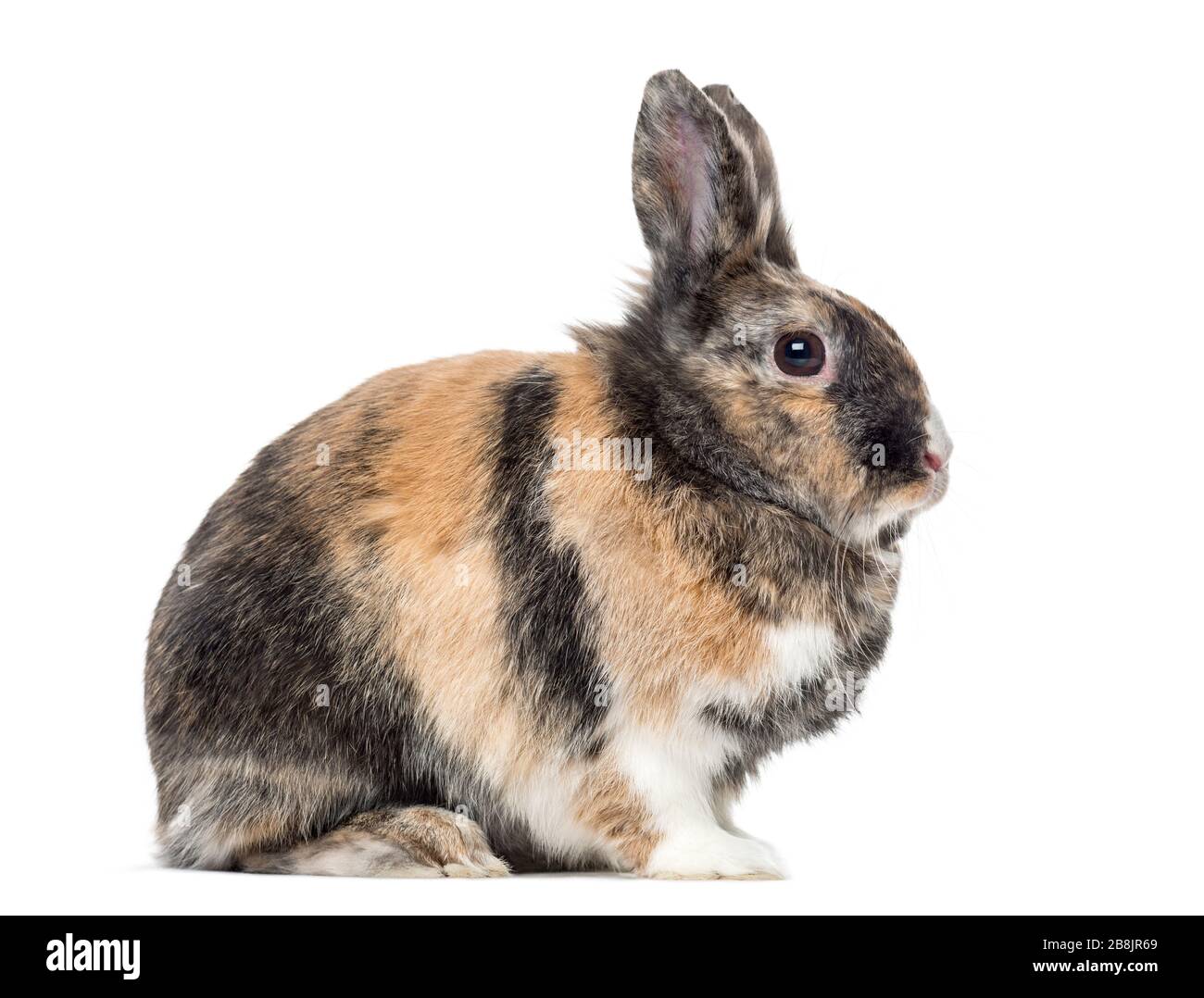Side view of a domestic rabbit, isolated on white Stock Photo - Alamy