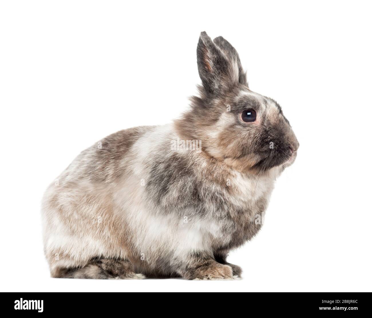 Domestic rabbit sitting, isolated on white Stock Photo - Alamy