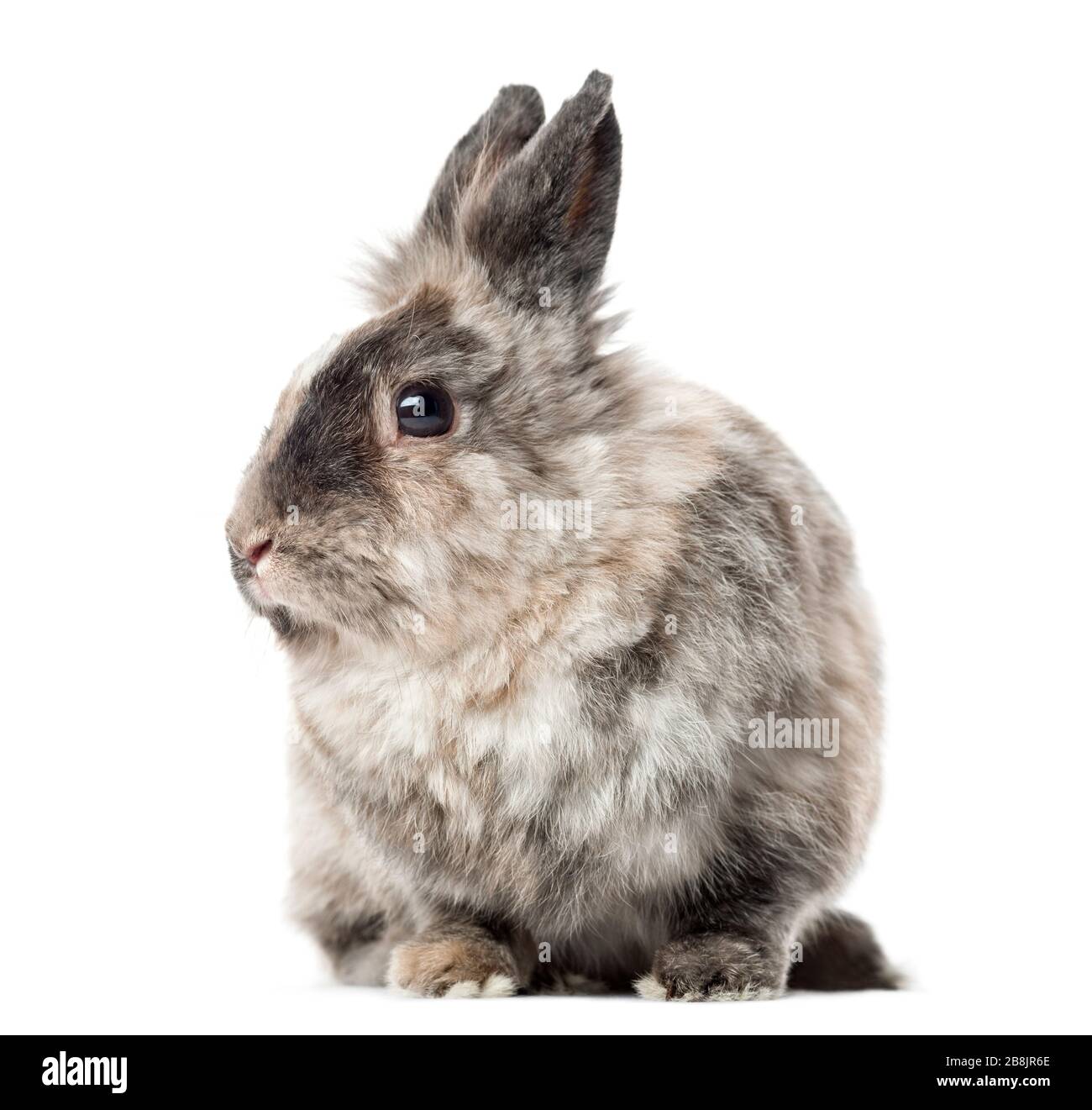 Front view of a domestic rabbit, isolated on white Stock Photo - Alamy