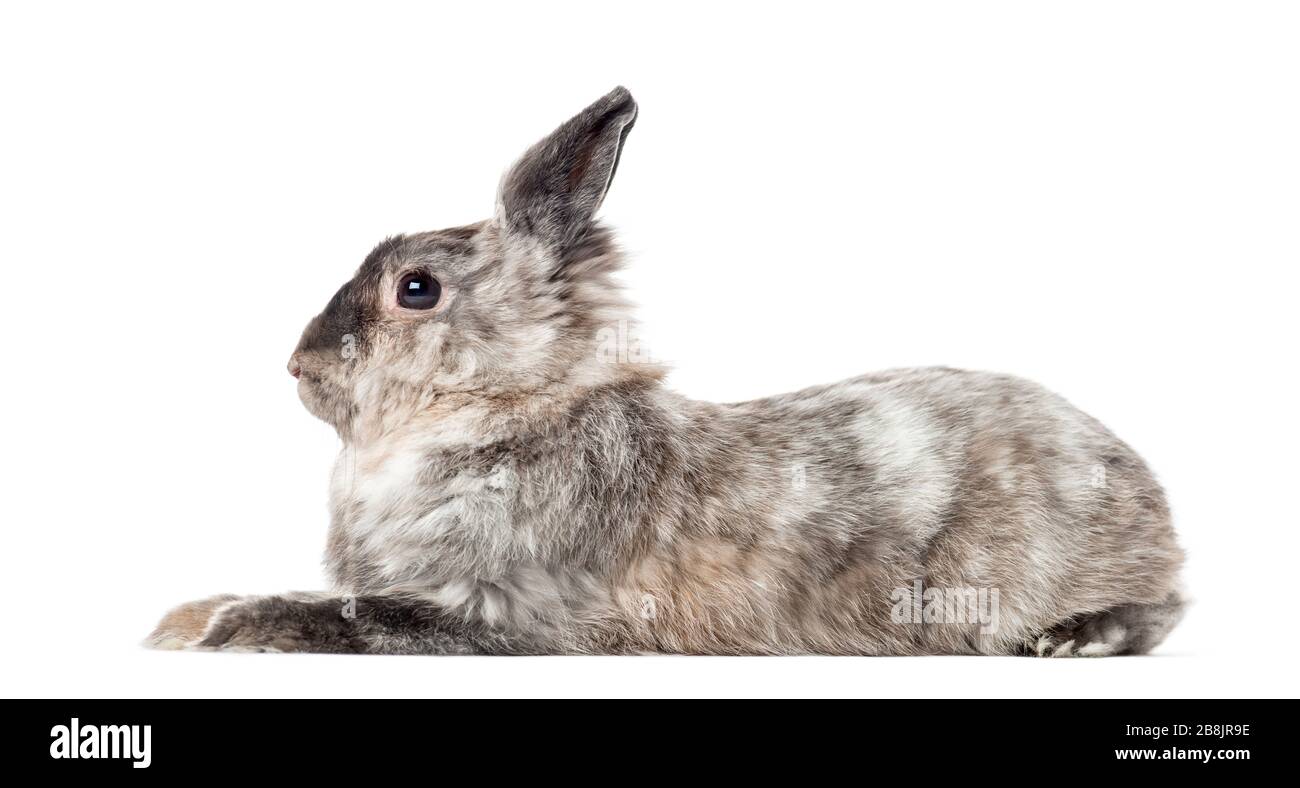 Side view of a domestic rabbit lying, isolated on white Stock Photo - Alamy