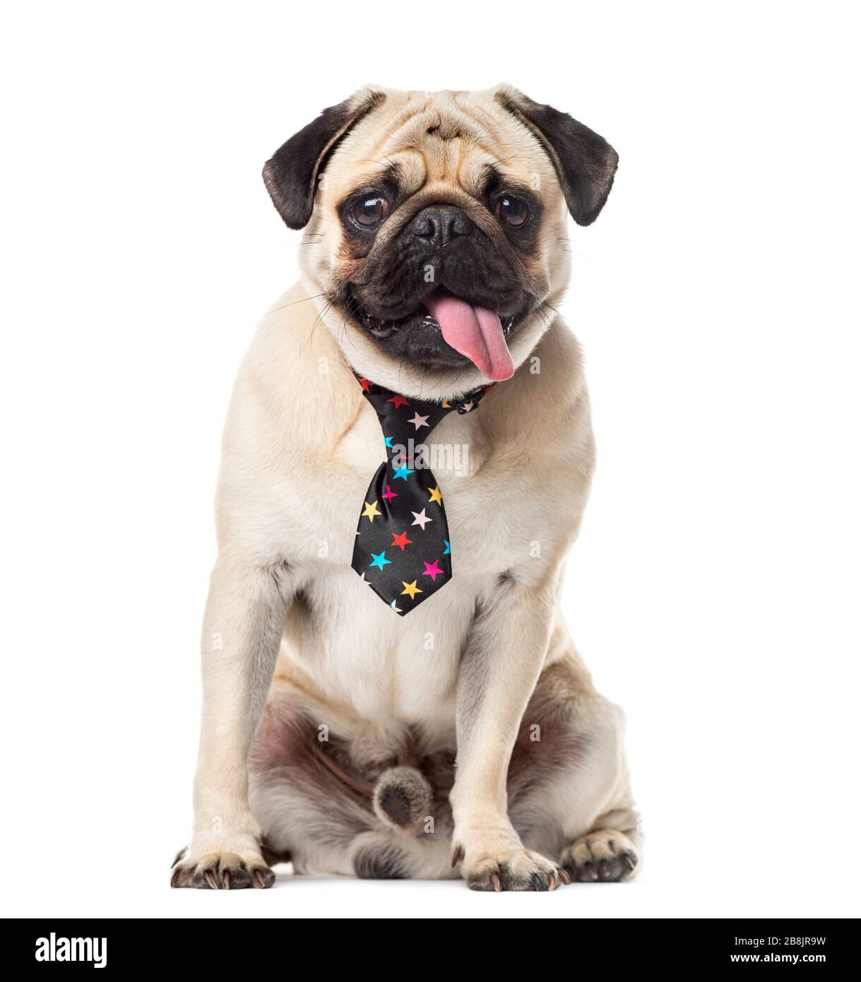 Pug with a festive tie sticking the tongue, 14 months old, isolated on ...
