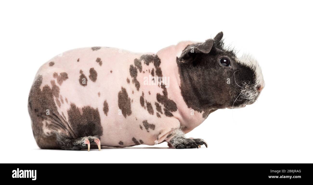 Side view of hairless guinea pig, isolated on white Stock Photo - Alamy