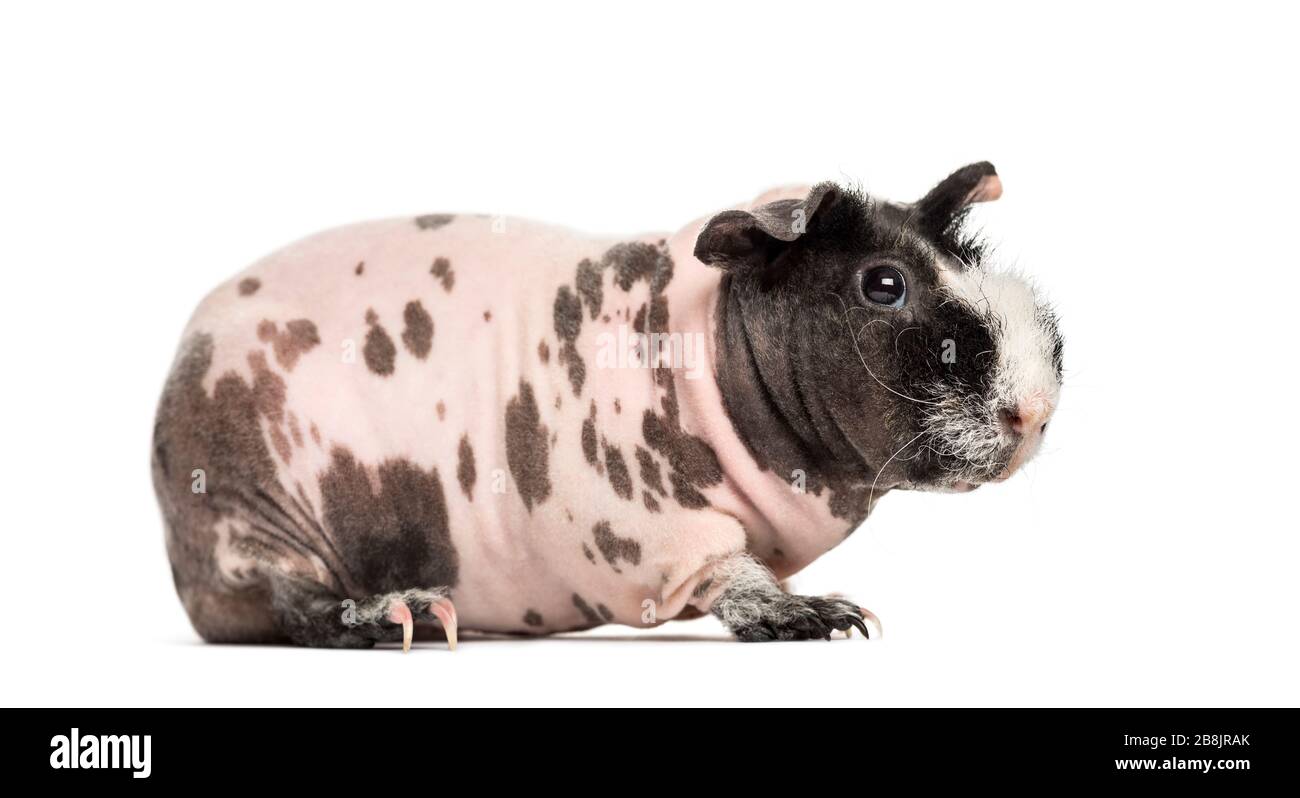 Hairless guinea pig , isolated on white Stock Photo - Alamy