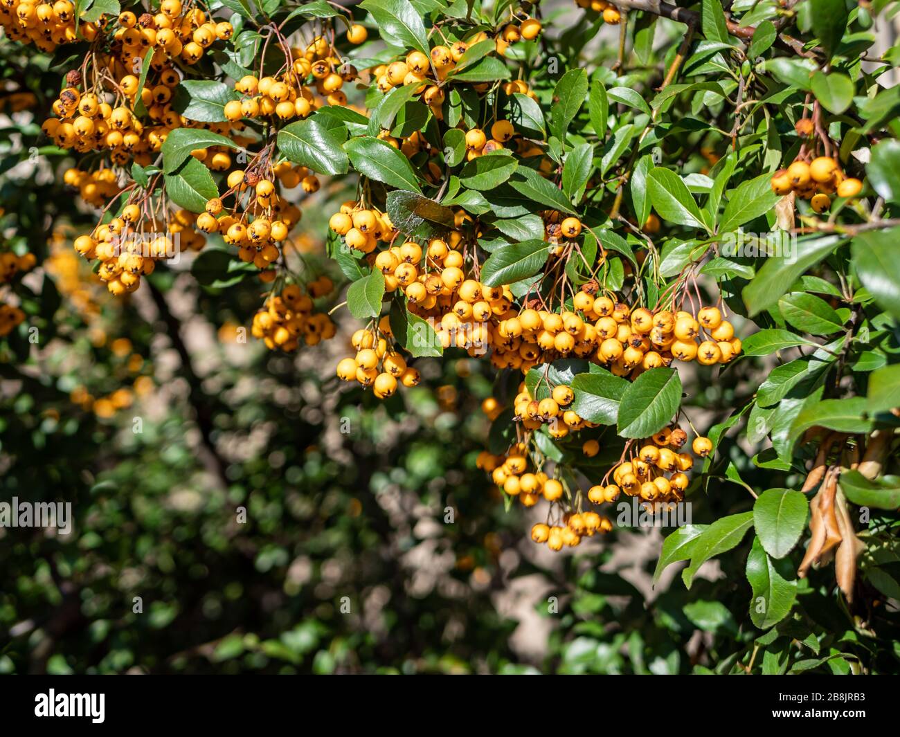 Firethorn Pyracantha Ornamental Shrub in Spring Stock Photo - Alamy