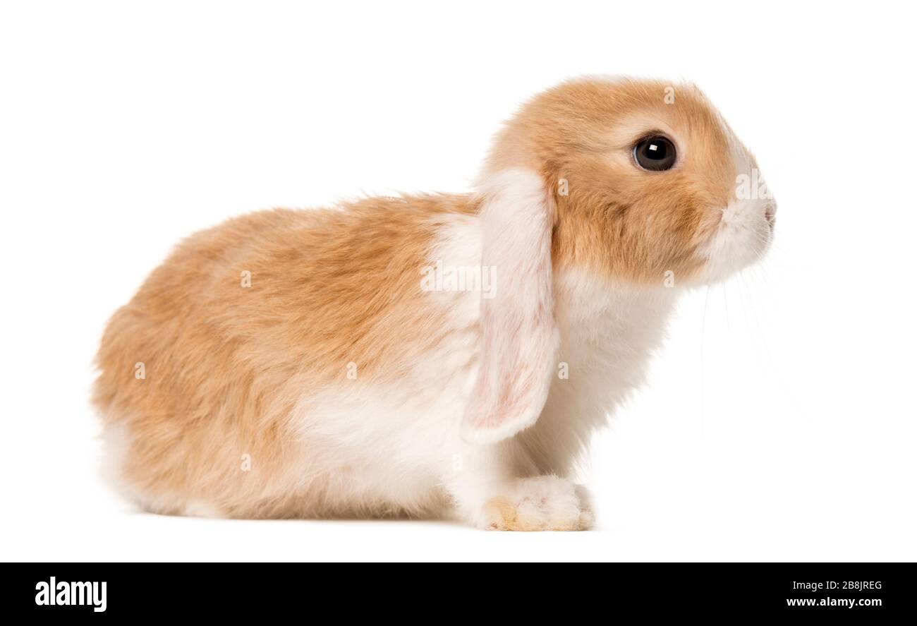 Golden brown Domestic Rabbit , isolated on white Stock Photo - Alamy