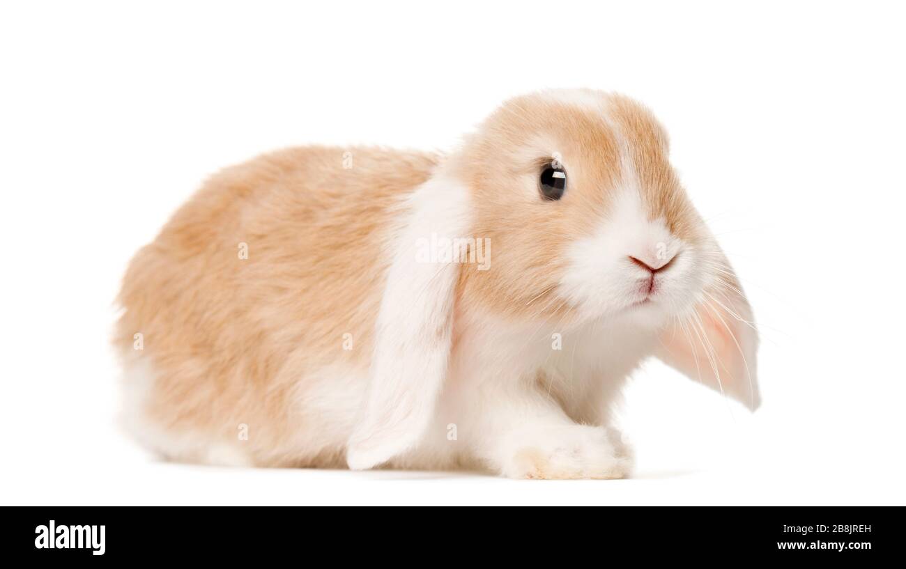 Golden brown rabbit hi-res stock photography and images - Alamy