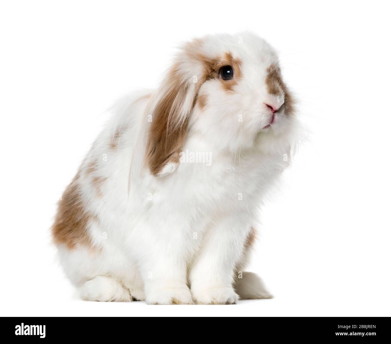 White rabbit sitting , isolated on white Stock Photo - Alamy