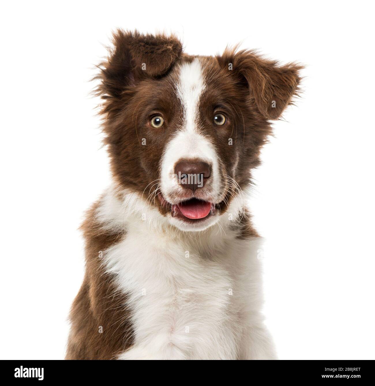 15 weeks old hi-res stock photography and images - Alamy