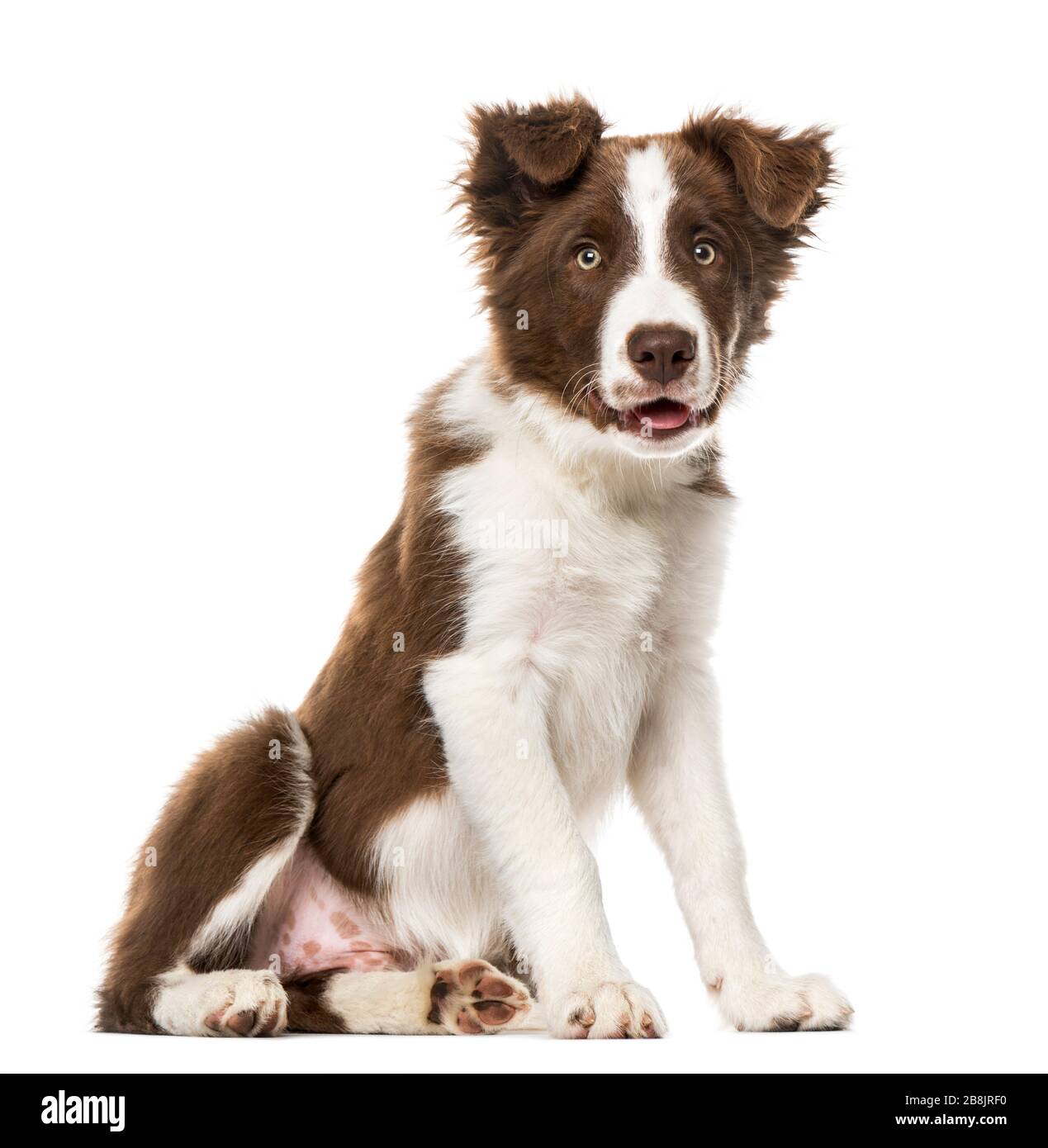 Puppy Border Collie, isolated on white, 15 weeks old Stock Photo - Alamy