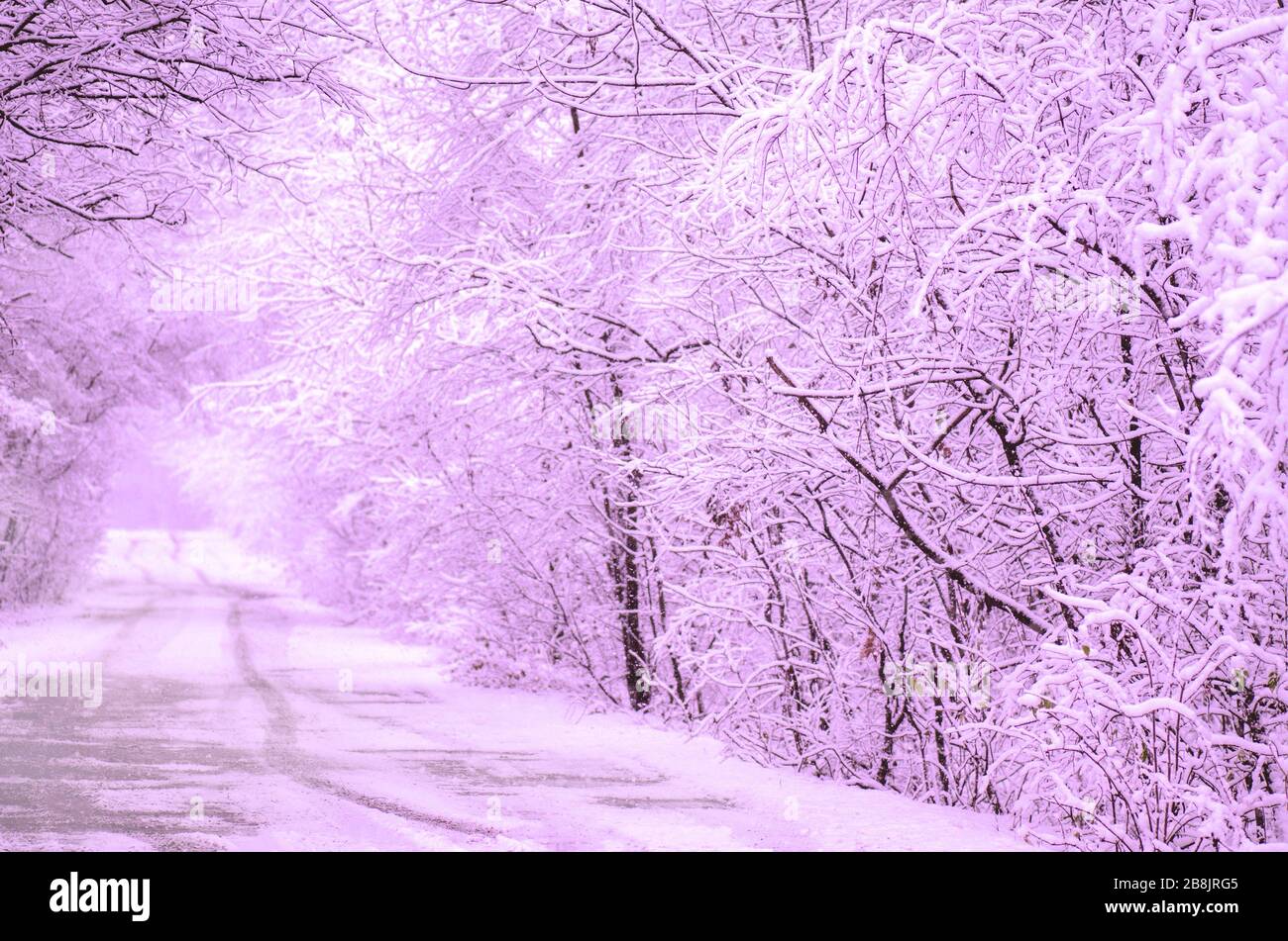 Violet winter hi-res stock photography and images - Alamy