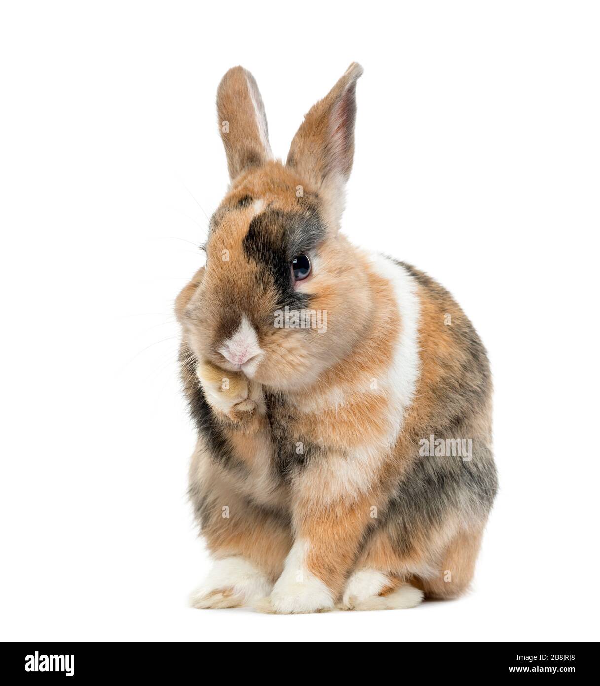 Multicolored Rabbit licking his paws, isolated on white Stock Photo - Alamy