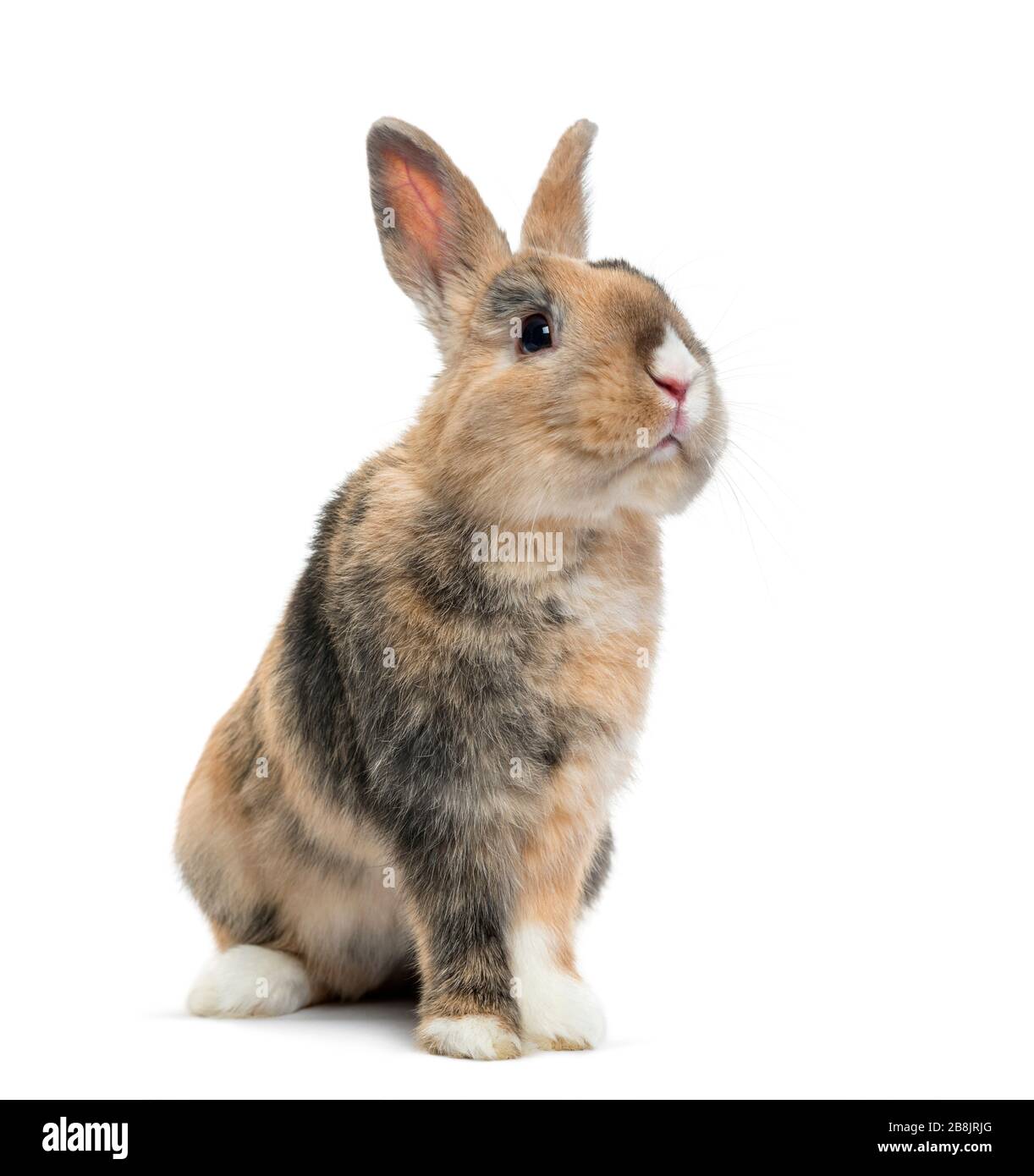 Multicolored Rabbit sitting, isolated on white Stock Photo - Alamy
