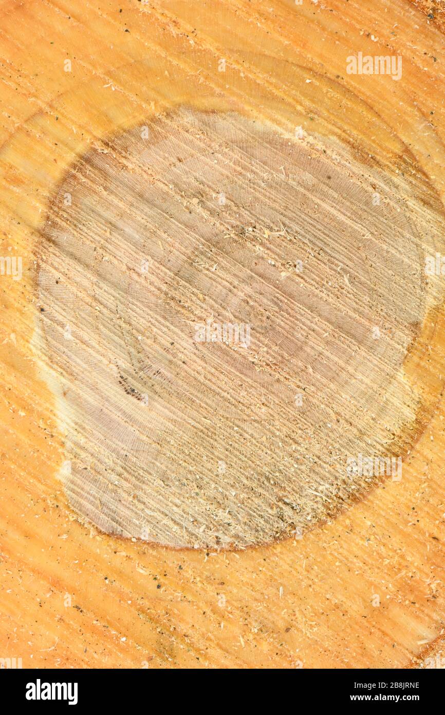 Top view of the surface of the fresh stump with annual rings closeup ...